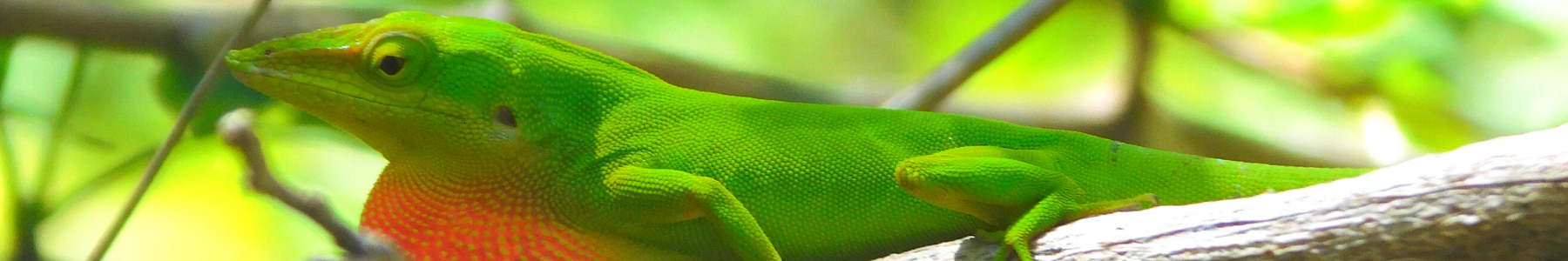 Admission Information - Leon Levy Native Plant Preserve