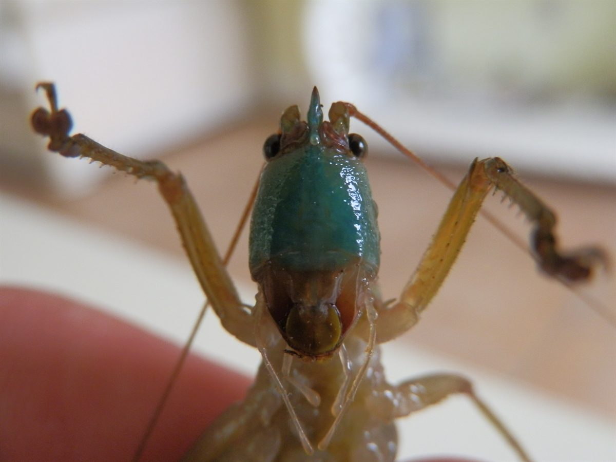 New insect species discovered at The Preserve! - Leon Levy Native Plant ...