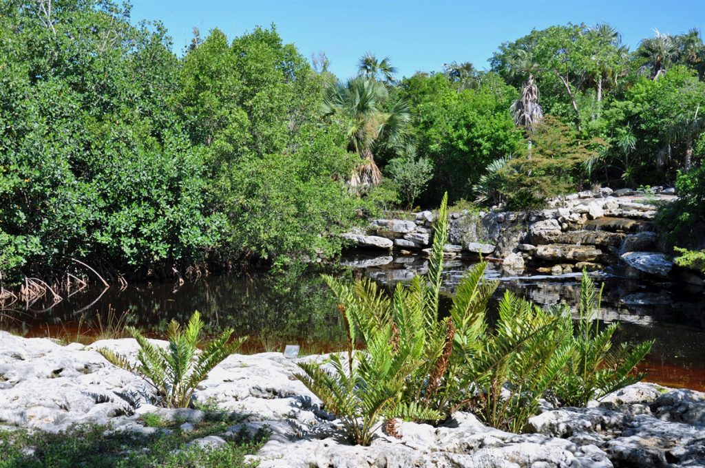 Invasive Plants in The Bahamas - Leon Levy Native Plant Preserve