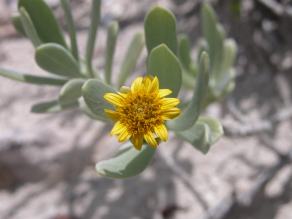 Plant Communities of The Bahamas - Leon Levy Native Plant Preserve
