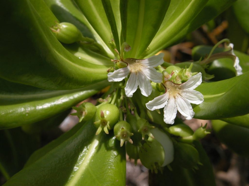Invasive Plants in The Bahamas - Leon Levy Native Plant Preserve