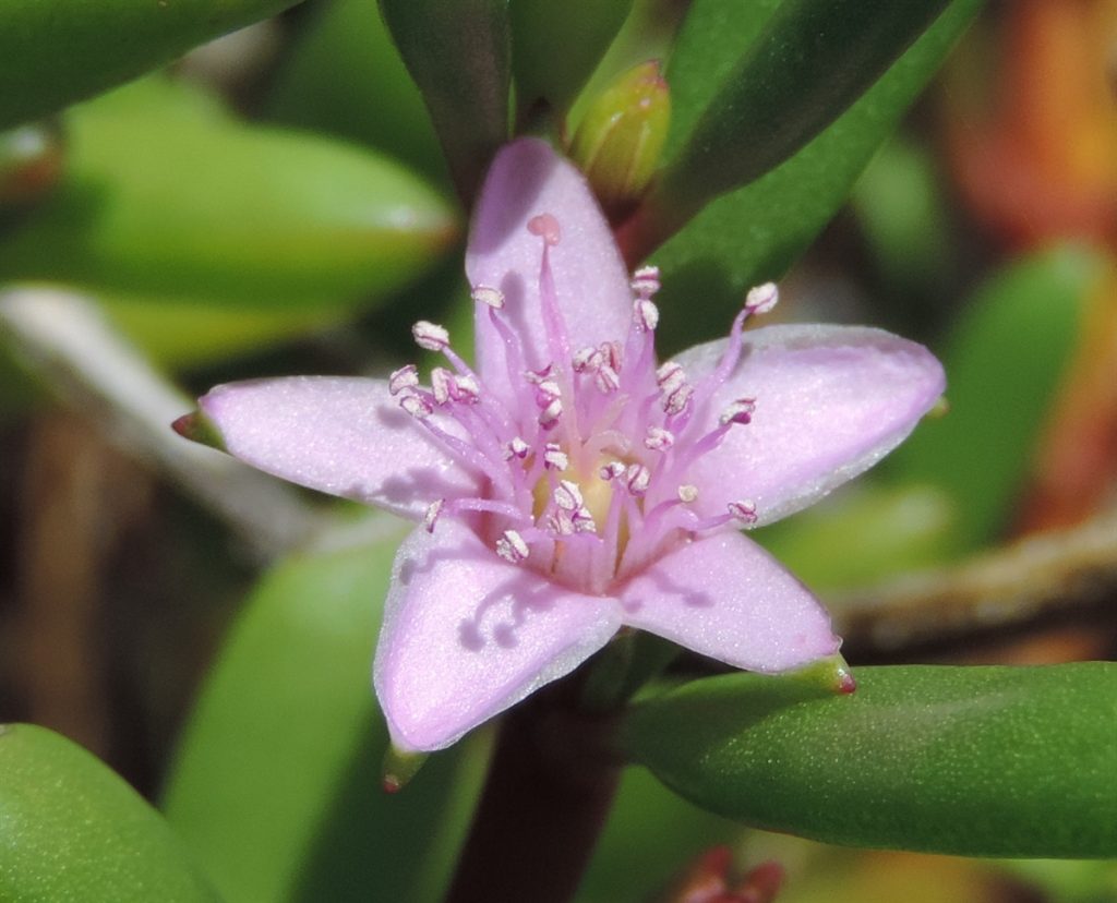 Plant Communities of The Bahamas - Leon Levy Native Plant Preserve