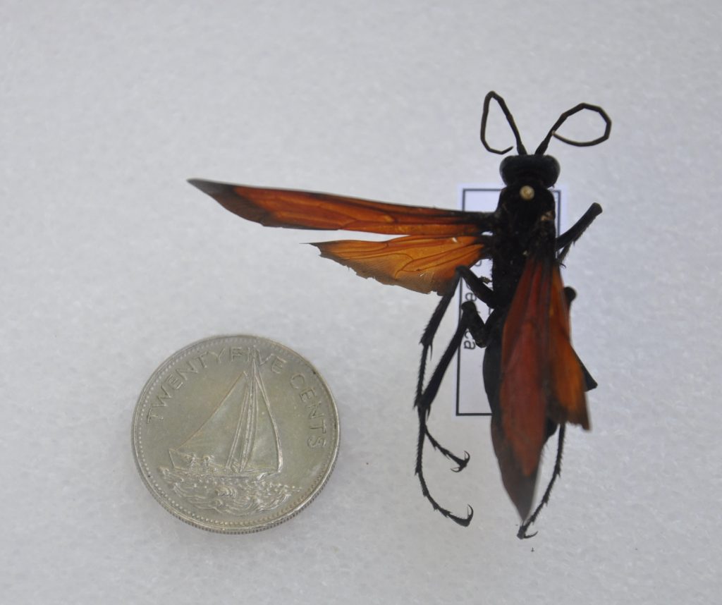 Development of the Insect Collection - Leon Levy Native Plant Preserve