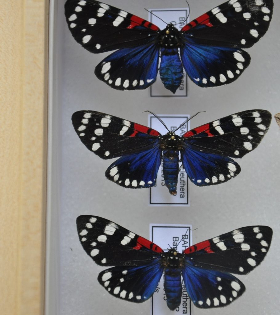 Development of the Insect Collection - Leon Levy Native Plant Preserve