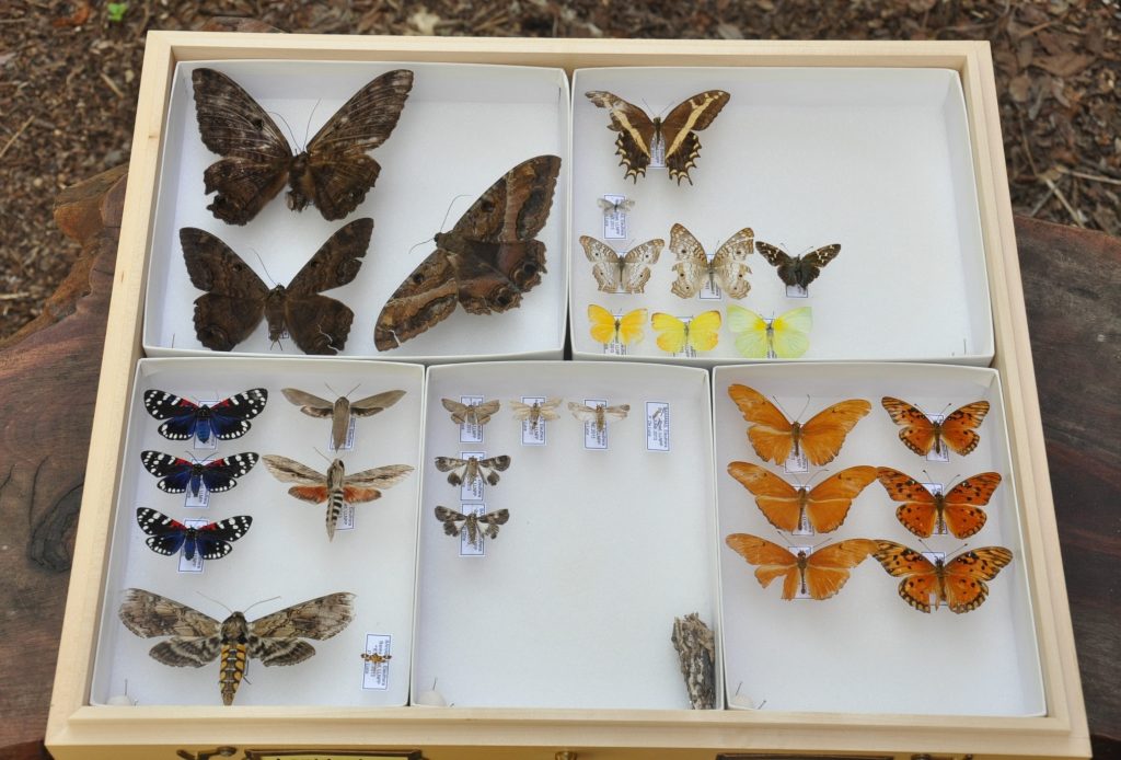 Development of the Insect Collection - Leon Levy Native Plant Preserve