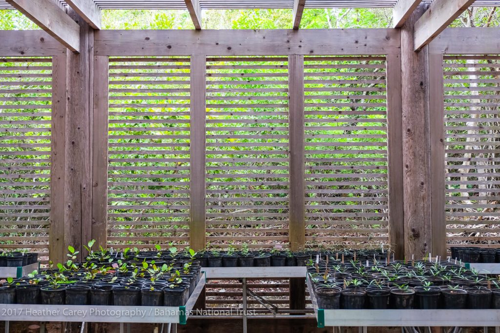 Living Collections - Leon Levy Native Plant Preserve