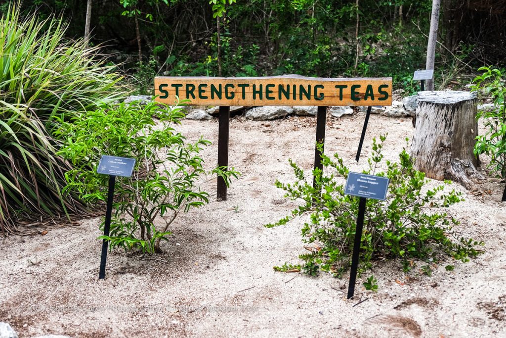 Invasive Plants in The Bahamas - Leon Levy Native Plant Preserve