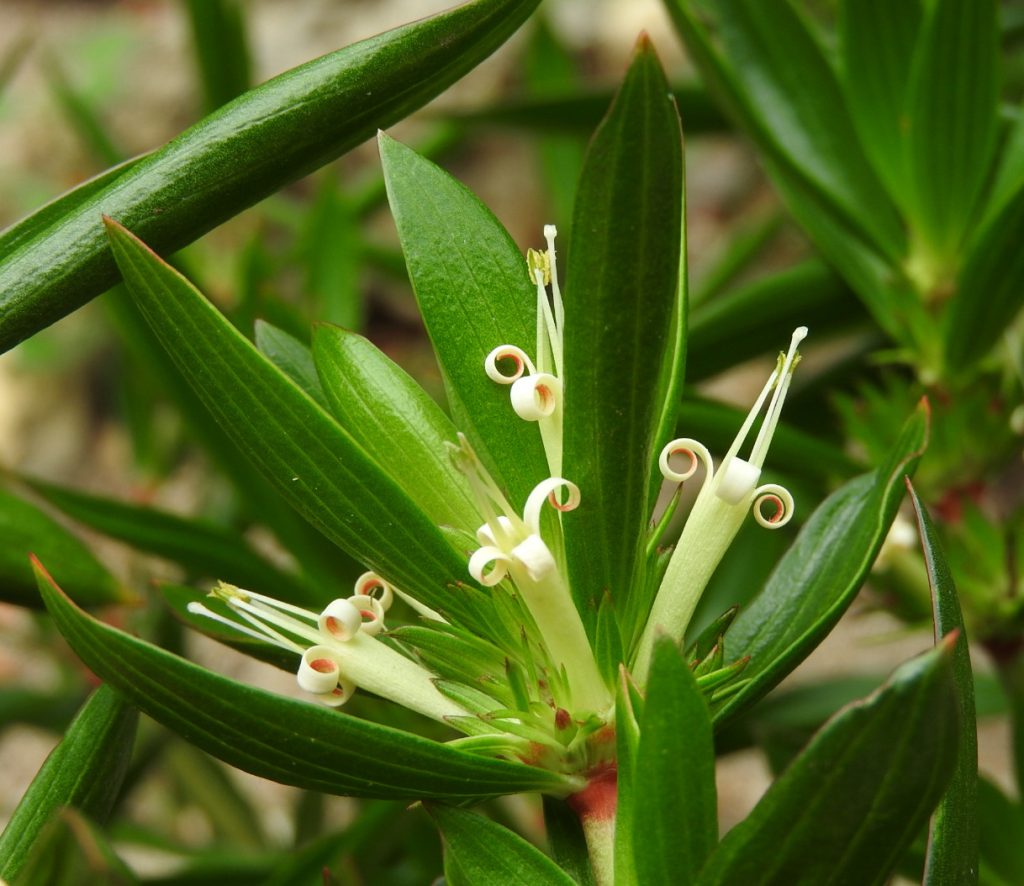 Regional and Global Contributions - Leon Levy Native Plant Preserve