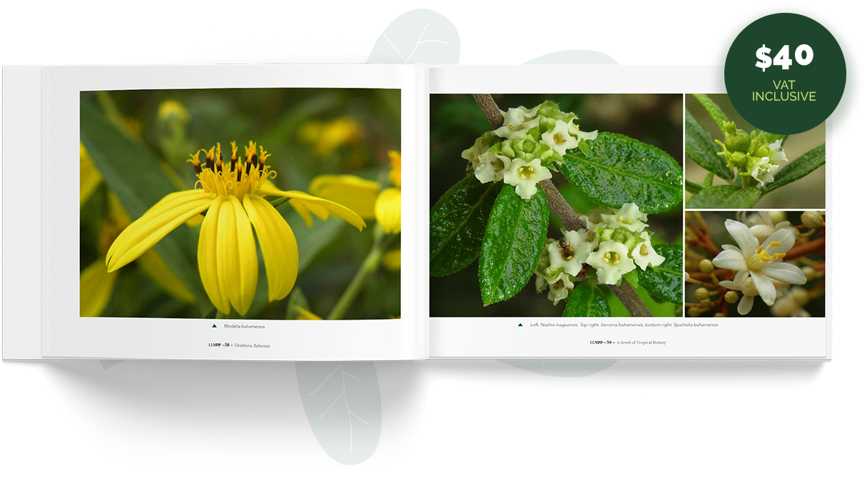 A Jewel of Tropical Botany - Leon Levy Native Plant Preserve
