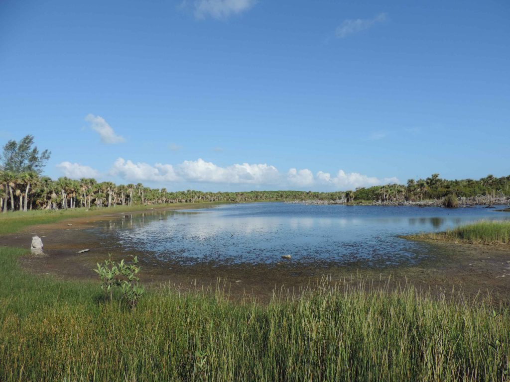 Freshwater Wetlands - Leon Levy Native Plant Preserve