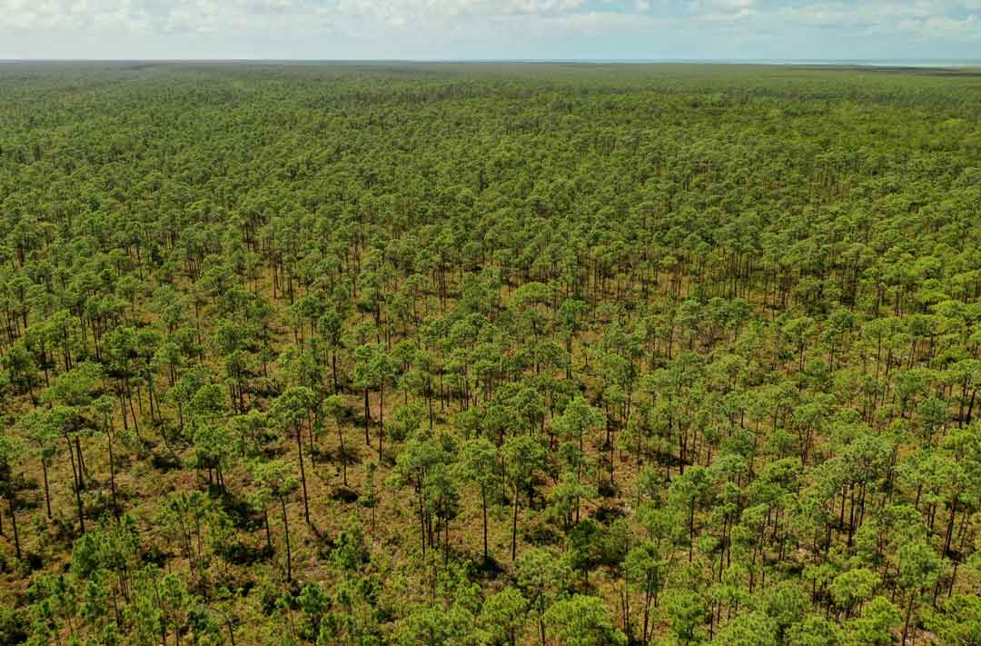 Dry Needle Leaf Evergreen Formation - Leon Levy Native Plant Preserve