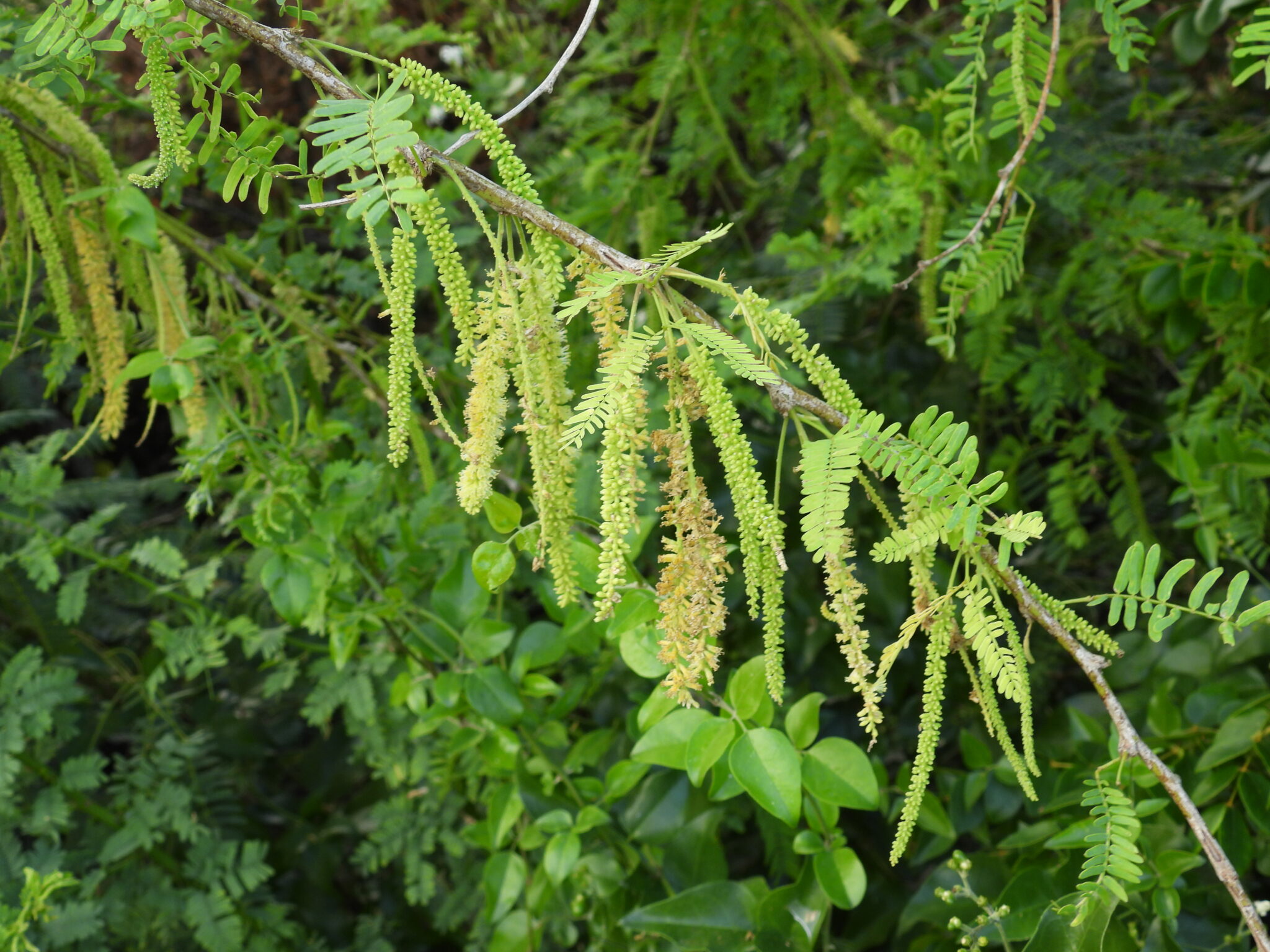 Neltuma juliflora - Leon Levy Native Plant Preserve
