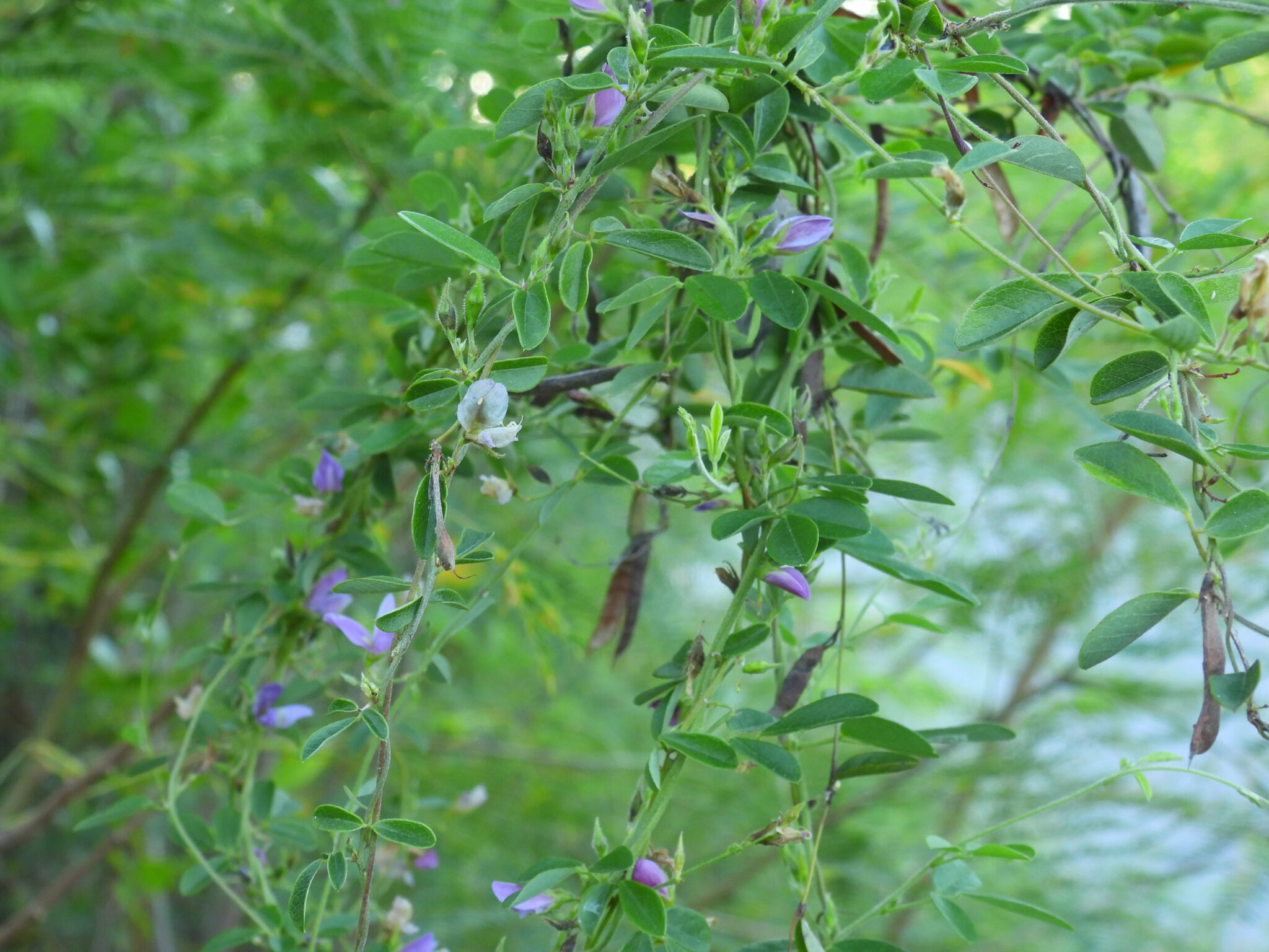 Teramnus uncinatus - Leon Levy Native Plant Preserve