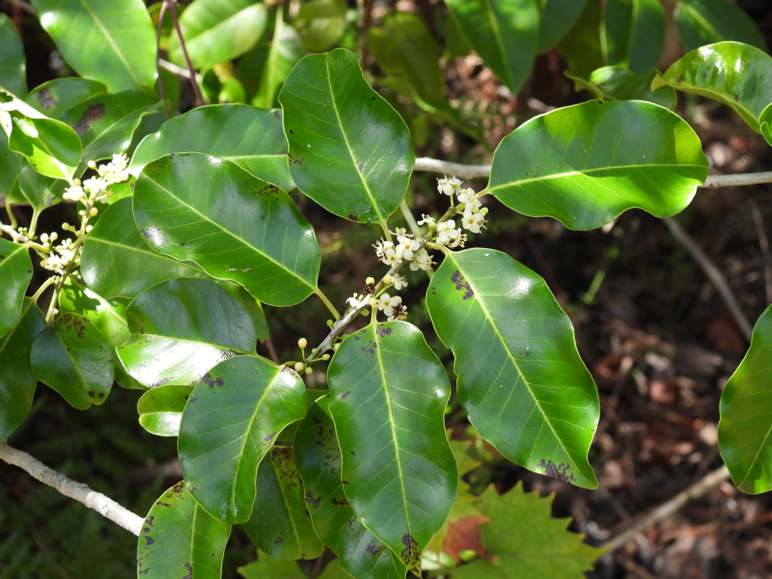 Ilex krugiana - Leon Levy Native Plant Preserve