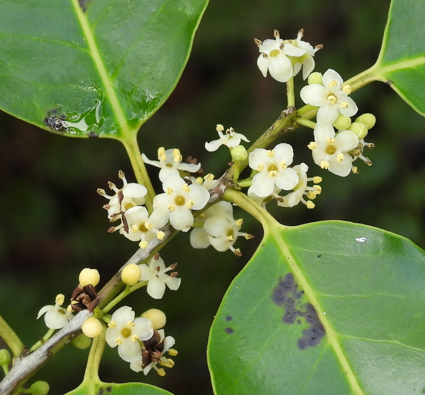 Ilex krugiana - Leon Levy Native Plant Preserve